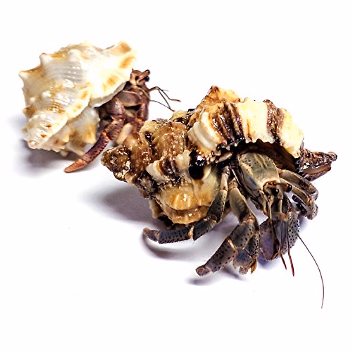 Live Pet Hermit Crab Complete Starter Kit - Shipped with 2 Live Crabs