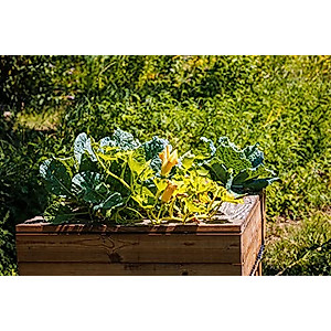 Dark Green Zucchini Summer Squash Seeds for Planting, 50+ Heirloom Seeds Per Packet, (Isla's Garden Seeds), Non GMO Seeds, Botanical Name: Cucurbita Pepo, Great Home Garden Gift