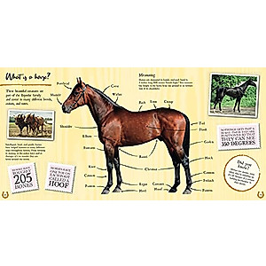 The Book of Horses: The ultimate guide to horses around the world