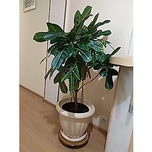 SeedsUP - 5+ Seeds Arabian Coffee Tree (Mountain Plant) - Tree Dwarf