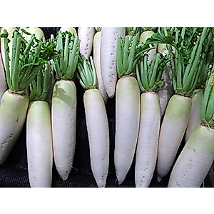 Daikon Radish Garden Seeds - B289 - 75 Seeds or 1 Gram