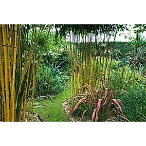 Bambusa Alphonse KARR / Golden Hedge Clumping Bamboo - Non-Invasive Variety 1 Gallon Size