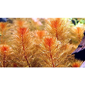 Marcus Fish Tanks Red Myrio Myriophyllum Heterophyllum Foxtail Watermilfoil Live Aquarium Plants