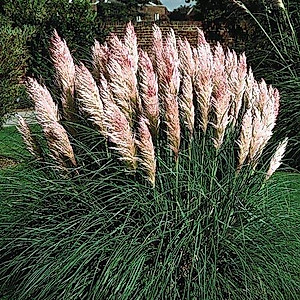 3 Purple Pampas Grass Live Plants Plugs Planting Ornaments Garden Perennials Simple to Grow Pots Gift