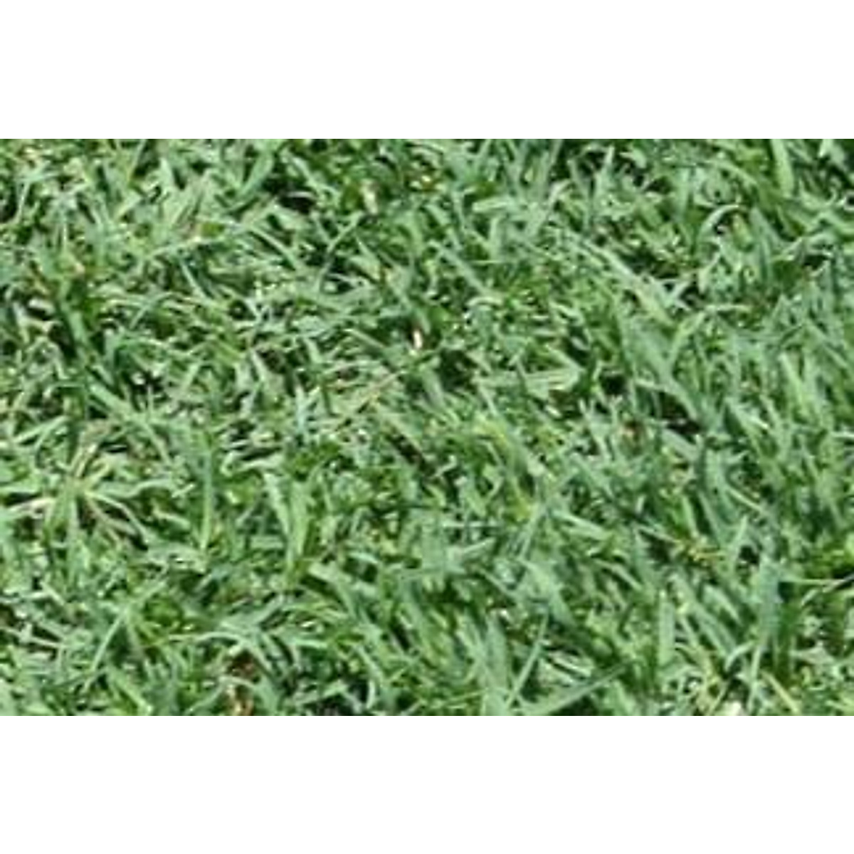 Seed Ranch Bimini Bermuda Grass Plugs - 2 Trays