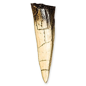 Tyrannosaurus Rex Dinosaur Tooth (Recreation)