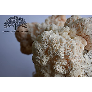 Lion's Mane Mushroom Grow Kit by Oakland Mushroom Co. | Handmade with Organic Ingredients | Ready to Grow | Harvest in 7-19 Days