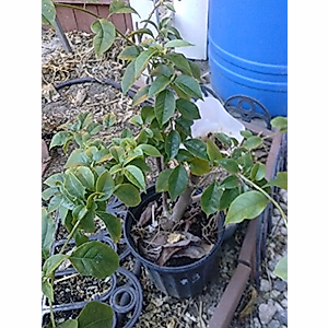 9EzTropical- Pink Bougainvillea - 1 Plant - 1 to 2 Feet Tall - Ship in 1 Gal Pot