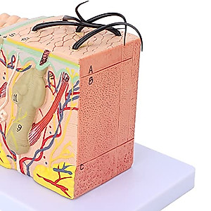 35X Enlarged Anatomical Skin Model, 3D Skin Teaching Aids Model, Anatomy Model Human Skin Structure Anatomical Model for Science Classroom Study Display Teaching Model