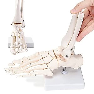 MIIRR Human Foot Skeletal Model,with Tibia and Fibula, Life Size Full Joint Model of Foot and Ankle, Suitable for Teaching and Research Tools
