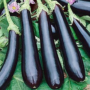 RAISE ME UP: Seeds Black Eggplant Long Pop Non GMO Heirloom