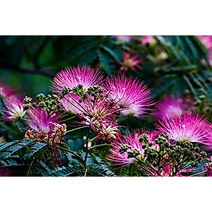 20+ Pink Albizia Julibrissin Tree Flowers Seeds Acacia Mimosa Home Bonsai