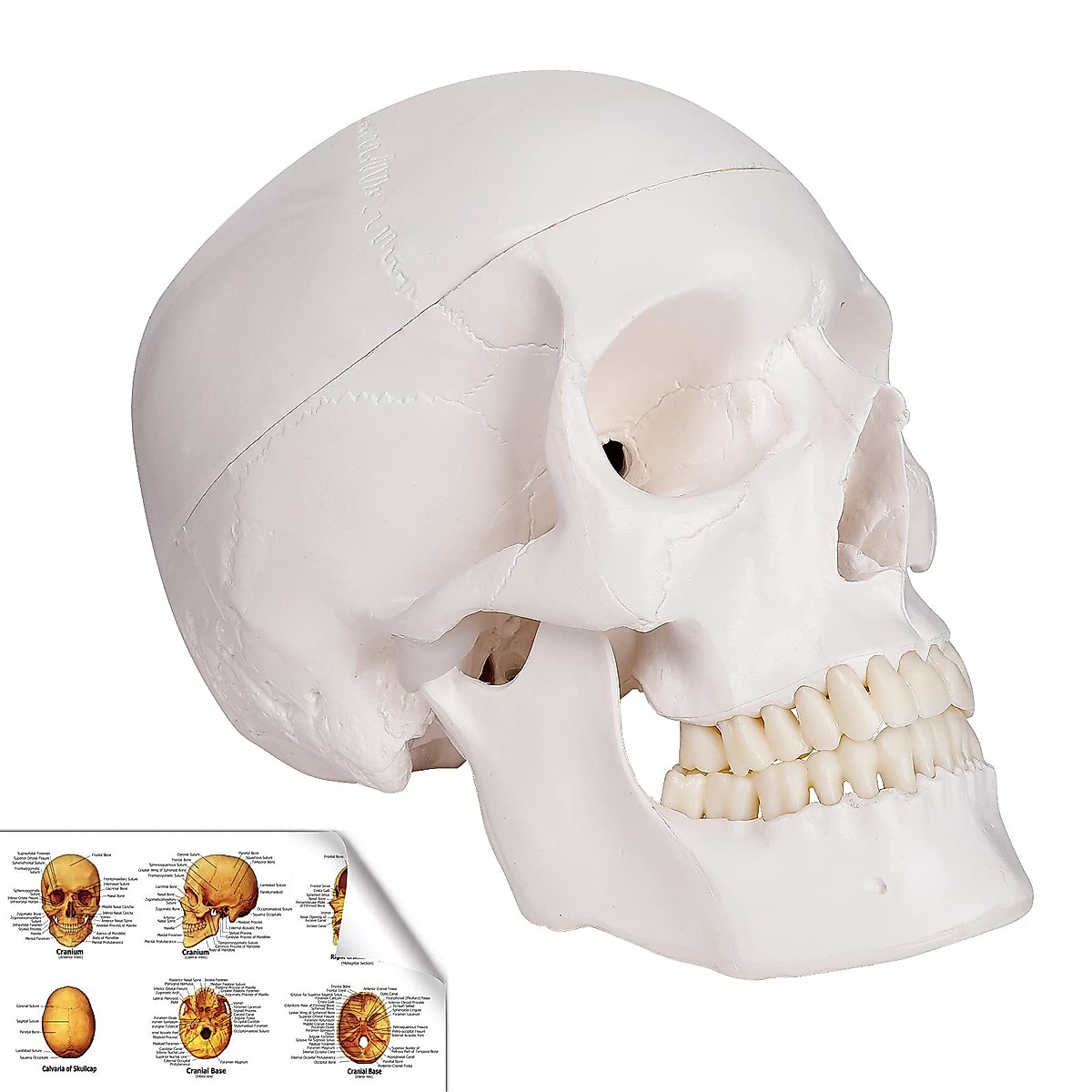 RONTEN Human Skull Model, Skull Anatomy Model, Life Size Replica Medical Anatomy Anatomical Adult Model with Removable Skull Cap and Articulated Mandible, Full Set of Teeth，7.2x4.2x4.95in