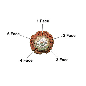 IS4A 100% Original & Natural Rudraksha Pendant (Locket) Silver Pendant (5 Mukhi (Fcae))