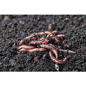 Brothers Worm Farm 1/2 Lb European Nightcrawlers Live Worms for Fishing & Composting (~150 Count). Larger Than Red Wigglers and Great Worms for Fishing, Composting, & Gardens
