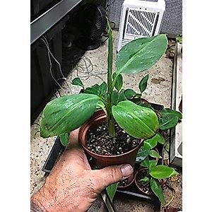 Dwarf Cavendish Banana Plant - Live Banana Plant - Dwarf Banana Plant
