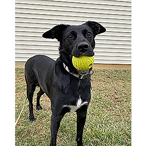 Chew King Supreme Rubber Fetch Balls - Extremely Durable Natural Rubber Toy, 2.5 inch, Yellow (CM-10066-CS01), 2.5" (Medium)