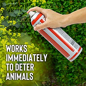 Messina Wildlife Squirrel Stopper Repellent - Safe & Effective, All Natural Food Grade Ingredients; Repels Squirrels and Chipmunks; Ready to Use, 15 oz. Spray Can