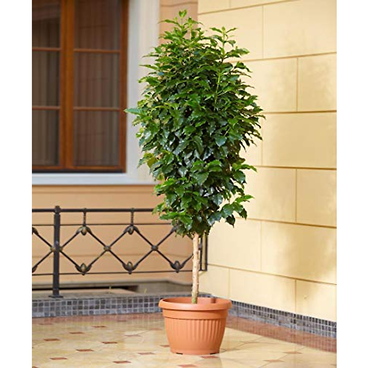 SeedsUP - 5+ Seeds Arabian Coffee Tree (Mountain Plant) - Tree Dwarf