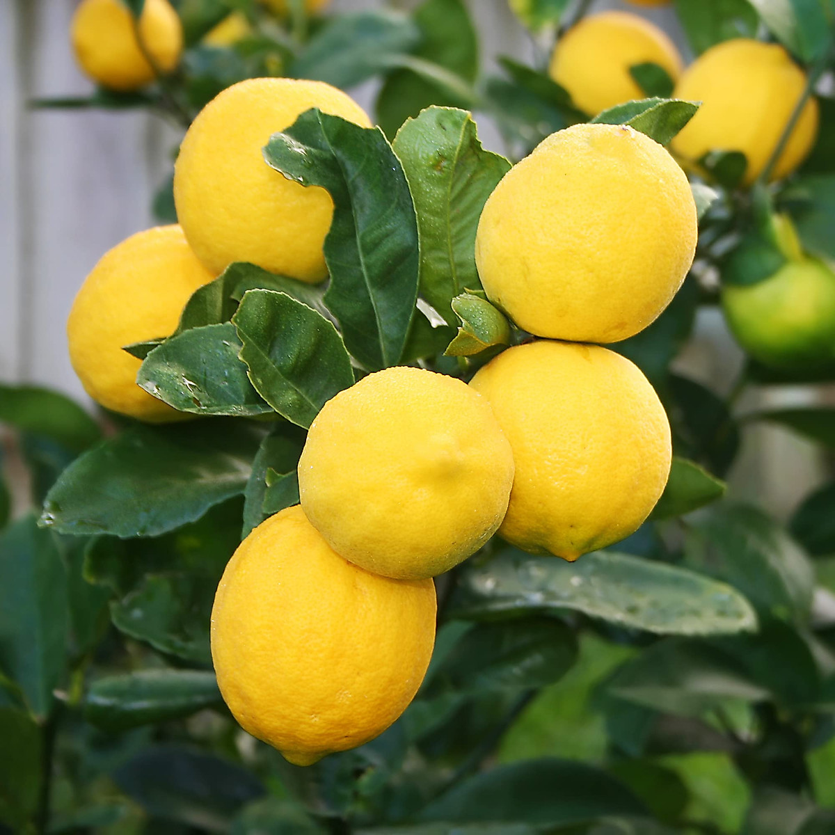 YEGAOL Garden Dwarf Lemon Tree Seeds 50Pcs Fruit Seeds Non-GMO Organic Self-Pollinating Fragrant Indoor Balcony Potted Plant
