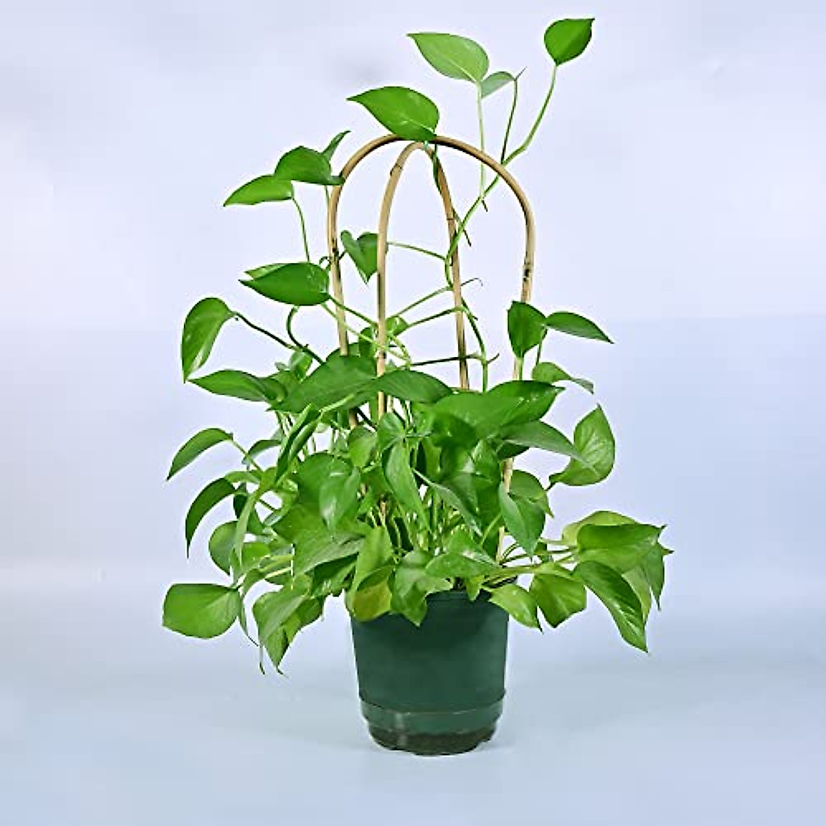 10-Packed In Carton, 18" Natural Bamboo U Trellis Support For Climbing Plants, U Hoop Trellis Perfect For Potted Plant Growing