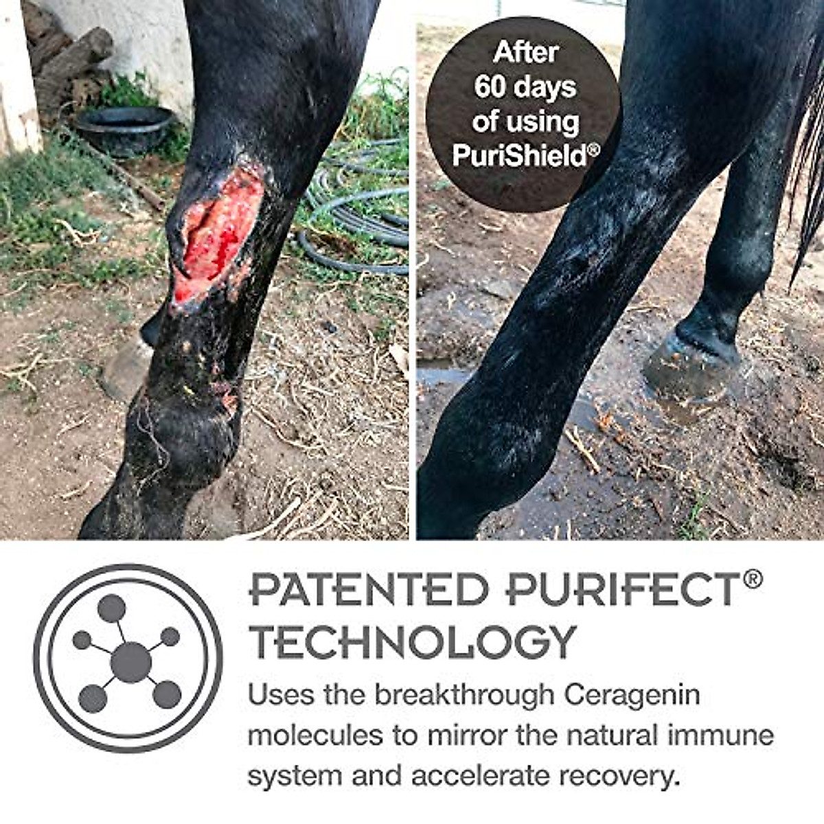 Farnam PuriShield Horse Wound Care, Intensive Care Gel Promotes Healing, Long Lasting Relief and Protection 12 Ounces