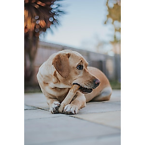 BENRIKIDS 2Pcs Size XL, Coffee Wood Dental Chew Stick & Tug for Dogs, Natural Dog Chew Toy Wood, Long Lasting and Stress Relief Dog Wood Chew Stick, 100% Natural, Safe and Healthy