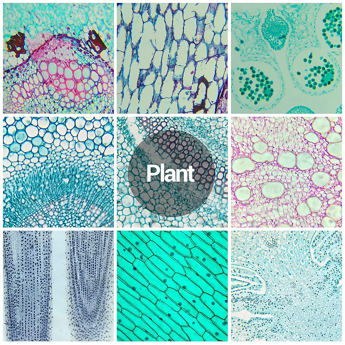 60 Microscope Slides with Specimens for Kids, Prepared Microscope Slides for Kids Microbiology, Prepared Microscope Slides for Adults