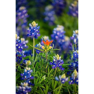 Wildflower Photography Print (Not Framed) Vertical Picture of Indian Paintbrush Standing Out in Bluebonnets on Spring Day in Texas Nature Wall Art Flower Decor (5" x 7")