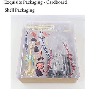 LIOONS Human Anatomy Model Human Body Model Human Organ Model Detachable Human Internal Organs Anatomy Model Biology Teaching Color Teaching Model Realistic