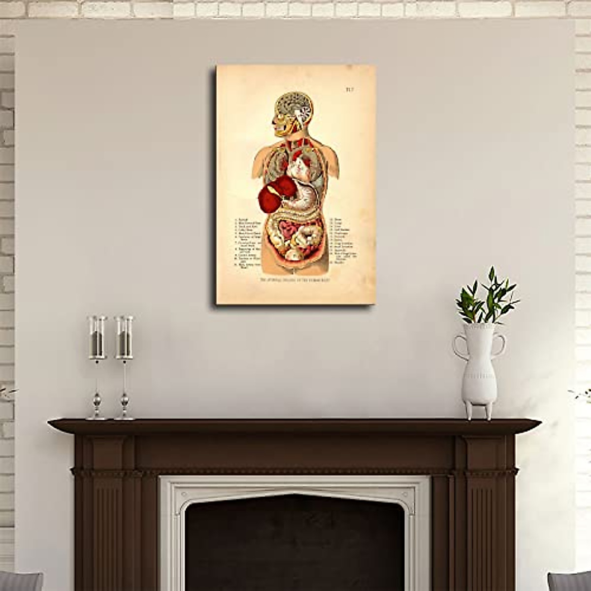 Internal Organs of The Human Body from The Household Physician 1905 Poster Canvas Print Wall Art Modern Bedroom Room Aesthetics Decoration Boys Women Gift (08x12inch-No Framed)