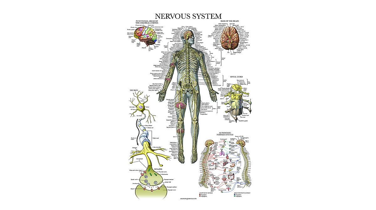 Palace Learning Anatomy Poster Set - Laminated Charts