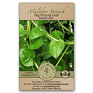 Gaea's Blessing Seeds - Malabar Spinach Seeds - Non-GMO Seeds with Easy to Follow Planting Instructions - Heirloom Big Round Leaf Malabar - 93% Germination Rate
