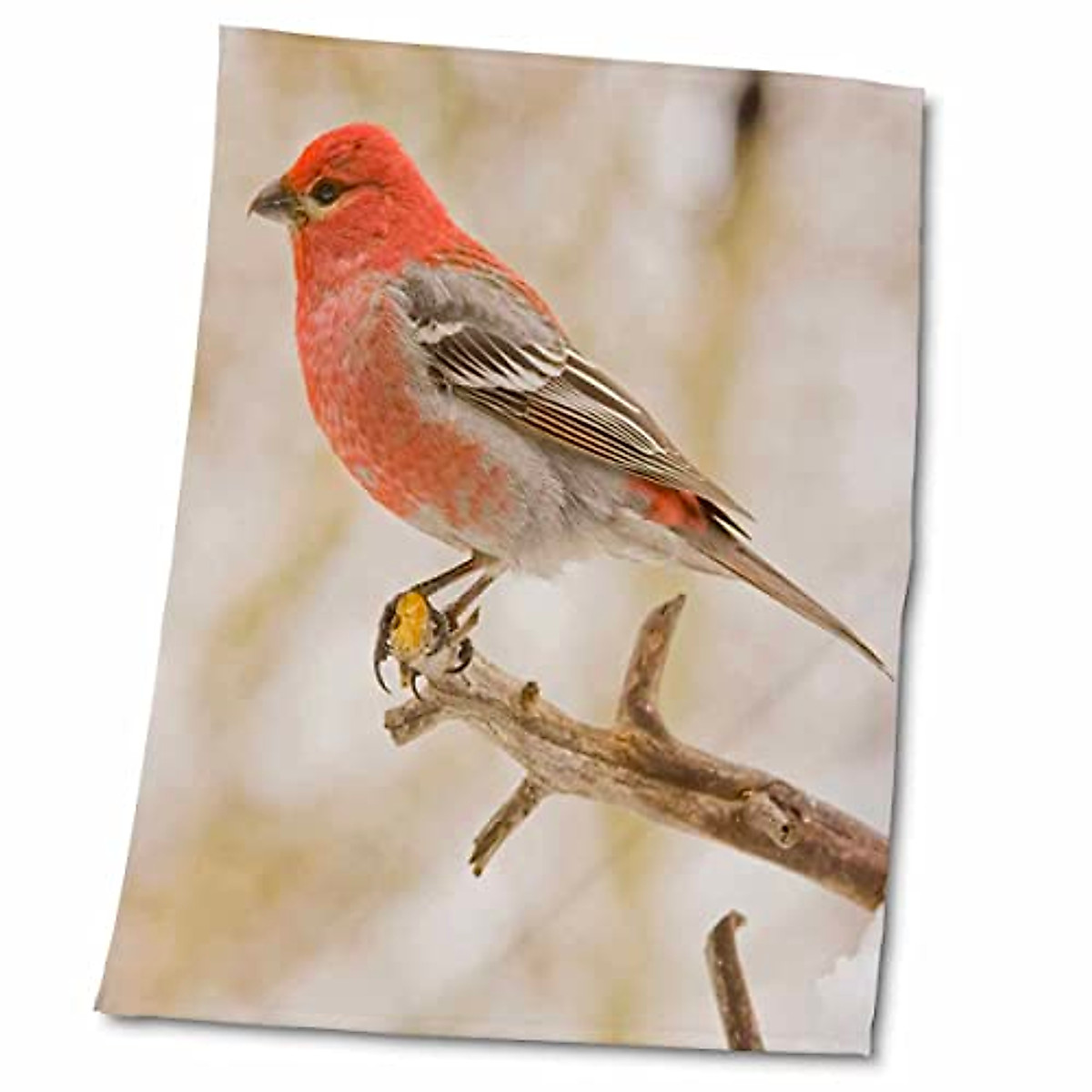 3dRose Colorado, Frisco, pine grosbeak bird - US06 BJA0079 - Jaynes Gallery - Towels (twl-88839-2)