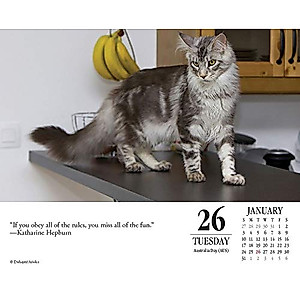 What Cats Teach Us 2021 Box Calendar
