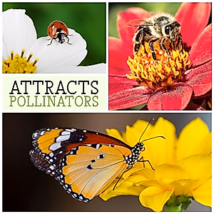 Seed Needs, Mixed Gloxiniaeflora Foxglove Seeds - 5,000 Seeds for Planting Digitalis purpurea - Open Pollinated, Attracts Pollinators & Hummingbirds (1 Pack)