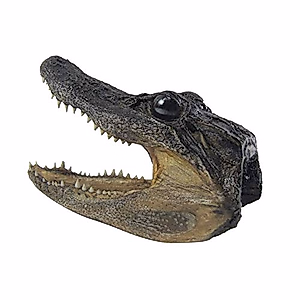 Pen Kit Mall - Taxidermy American Alligator Head (6-7 Inch) Authentic Florida Wildlife Real Animal Reptile Skull