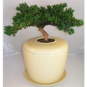 Bonsai Boy e5017 Monterey Juniper Preserved Bonsai Tree with Matching Humidity & Drip Tray Not a Living Tree