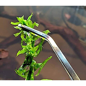 Anacharis Potted Elodea Densa Tropical Freshwater Stems Live Aquarium Plants Aquatic Pond Water Decorations 3 Days Live Guaranteed by Mainam