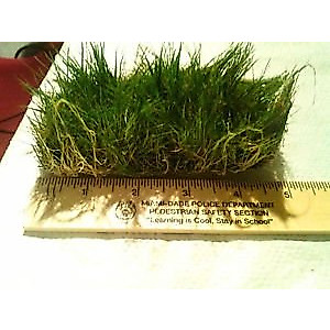 Dwarf Hairgrass on 3 x 5 mat - Foreground Carpet Aquarium Plant