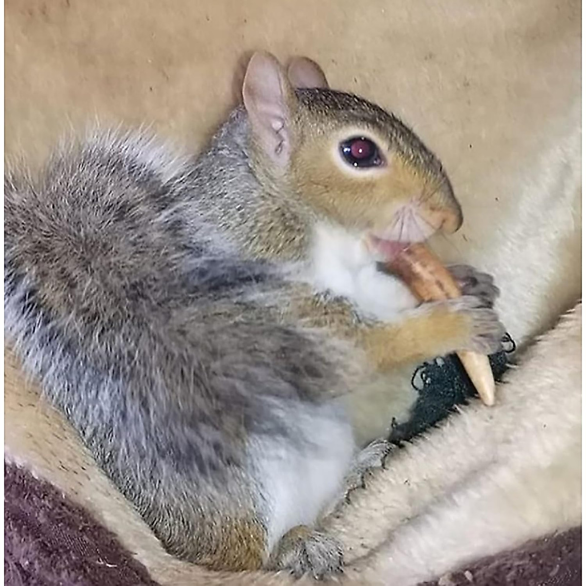 Exotic Nutrition Antler Chews - Safe Small Animal Chew - Natural Source of Healthy Minerals - Chinchilla, Hamster, Degu, Prairie Dog, Squirrel and Other Chewing Pets