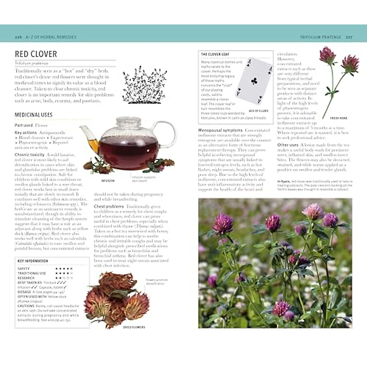 Herbal Remedies Handbook: More Than 140 Plant Profiles; Remedies for Over 50 Common Conditions