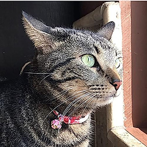 PetSoKoo Four-Leaf Clover Cat Collar with Bell Breakaway Buckle. Japan Chirimen,Cute Kitten Collar for Girl Boy,Samll Cat,Pink