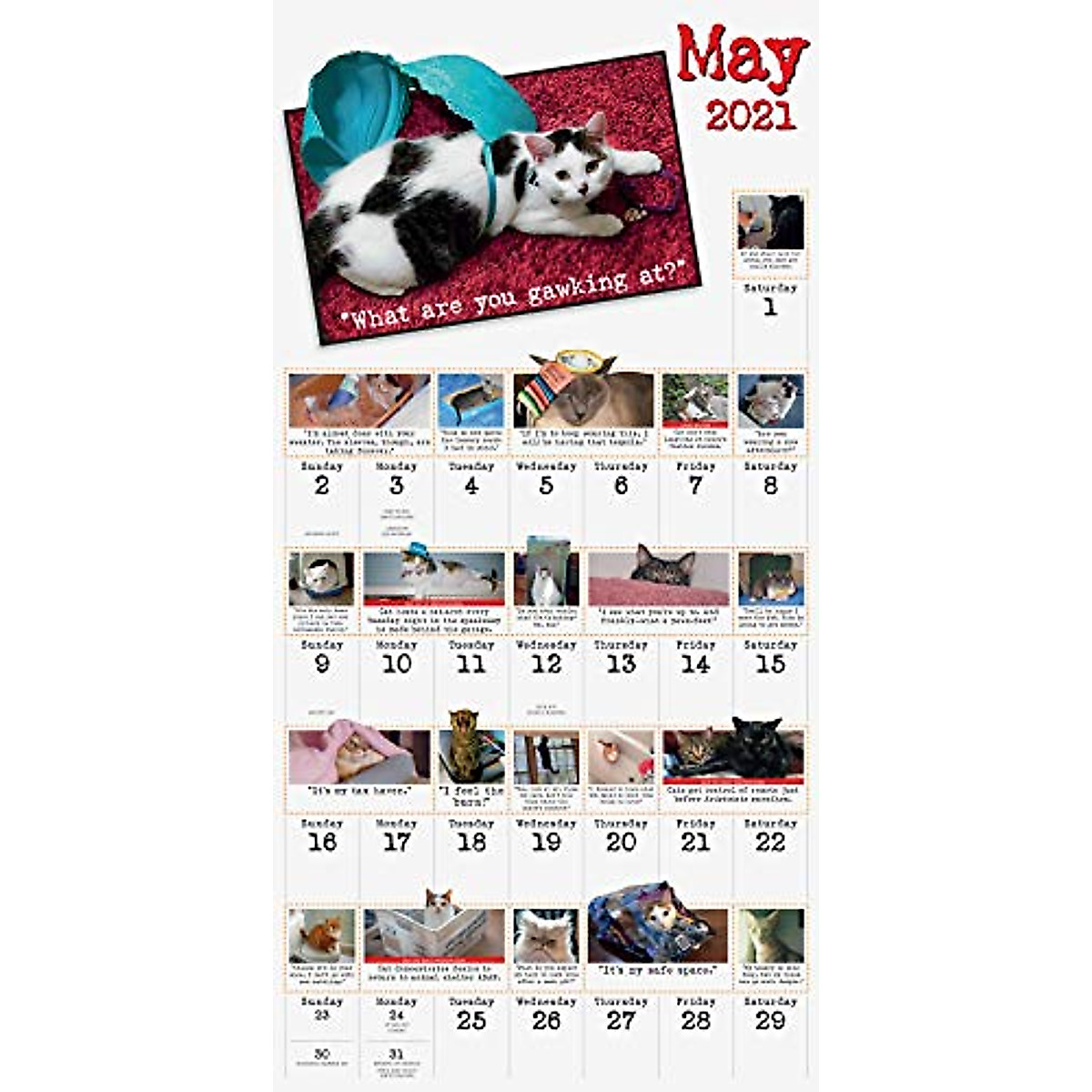 Bad Cat Wall Calendar 2021