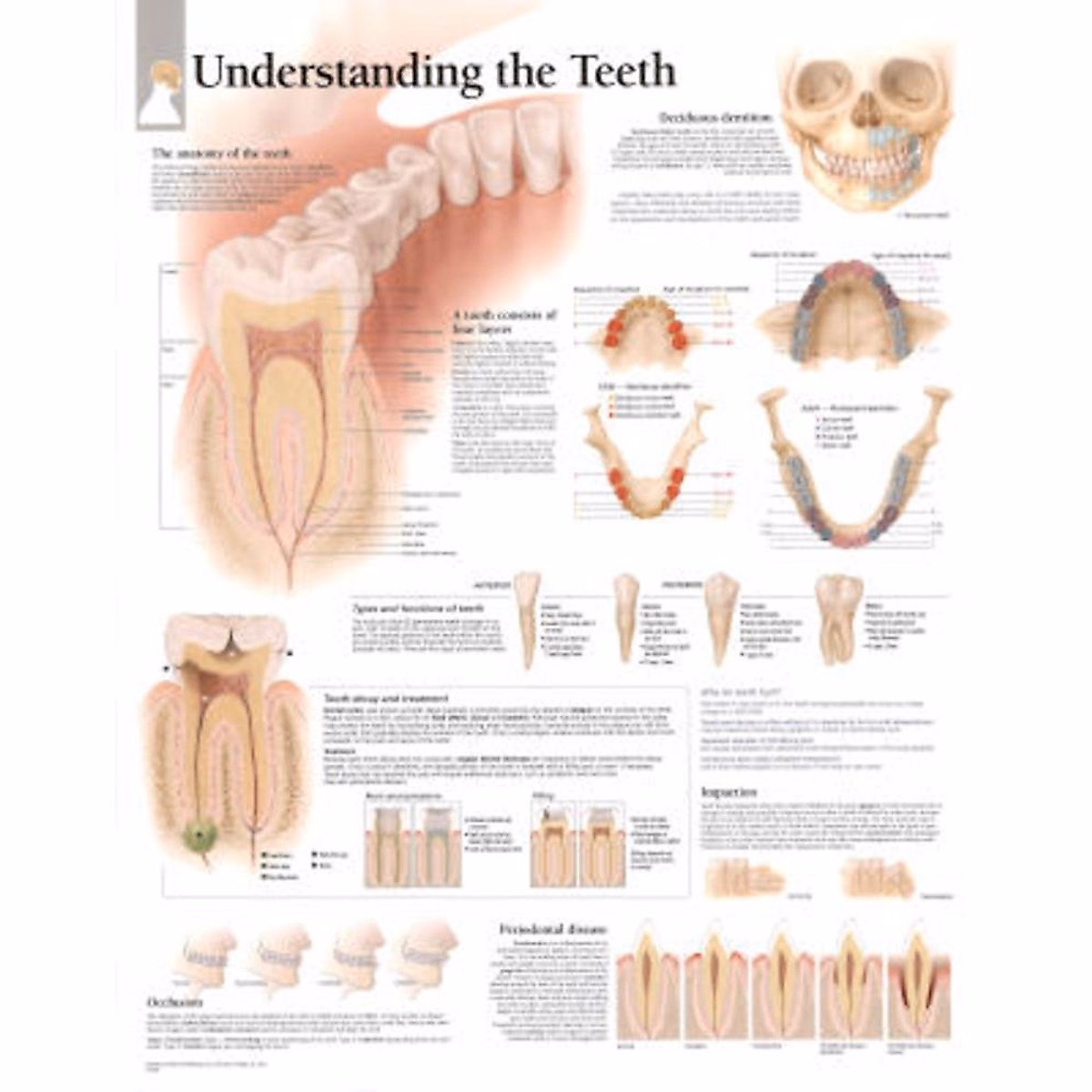 Understanding The Teeth chart: Wall Chart