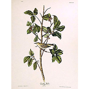 Tennessee Warbler. From"The Birds of America" (Amsterdam Edition)