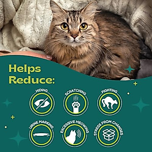 bSerene Advanced Pheromone Calming Solution for Cats 30-Day Diffuser Refill Helps Reduce Hiding, Scratching, Stress, Spraying for Single & Multi-Cat Homes, Promotes Bonding