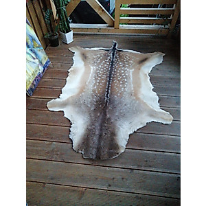 Robert Tartufferie Fallow Deer Skin Fur Hide pelt Rug Taxidermy Hunting Trophy