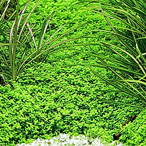 Aquarium Plants Factory Dwarf Baby Tears Tissue Culture Live Aquarium Plants