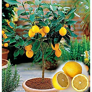RETS Seeds:10PCS/Bag Edible Fruit Meyer Lemon, Exotic Bonsai Lemon Tree Fresh